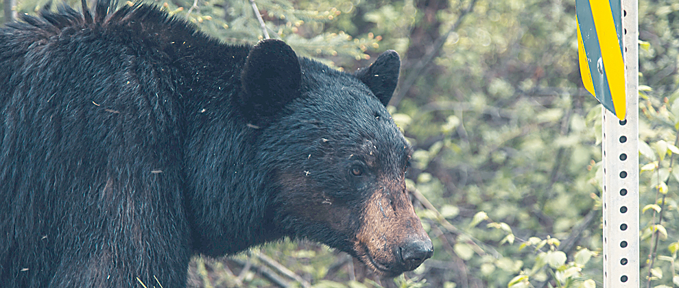 DNR reports increased nuisance bear activity across the state | News ...